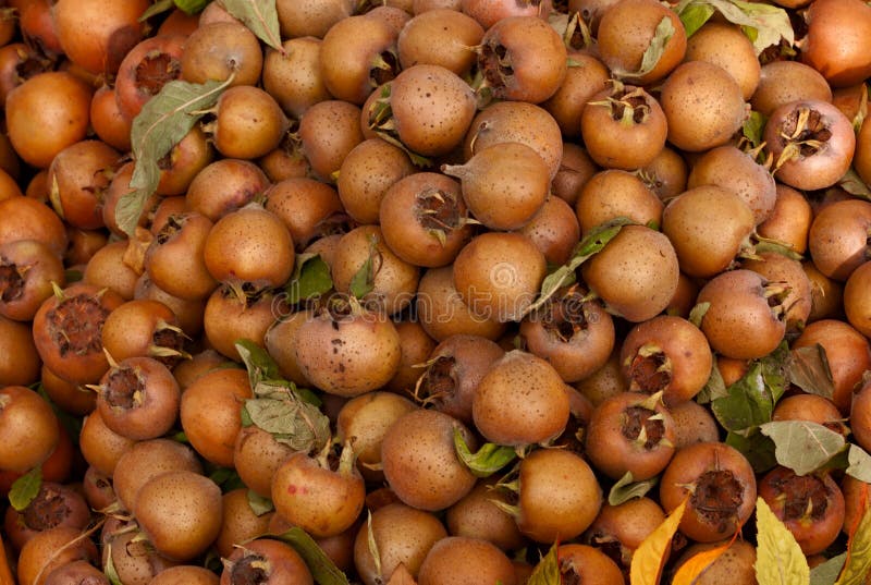 Medlars stock image. Image of farm, medlar, ripe, heap - 27644175