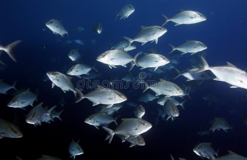 Retrato De La Pesca Del Medregal Imagen de archivo - Imagen de océano ...