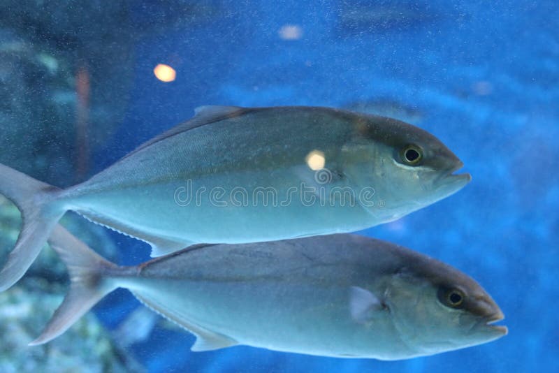 Medregal O Yellowtail Japoneses De Cinco-Ray Imagen de archivo - Imagen ...
