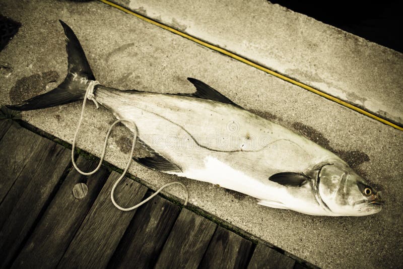 Retrato De La Pesca Del Medregal Imagen de archivo - Imagen de océano ...