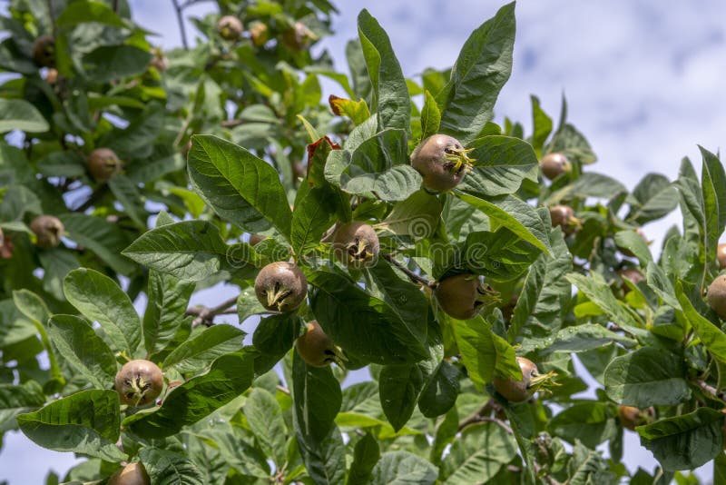 A Medula Ou a Medula Comum Mespilus Ou Crataegus Germanica Frutas E ...