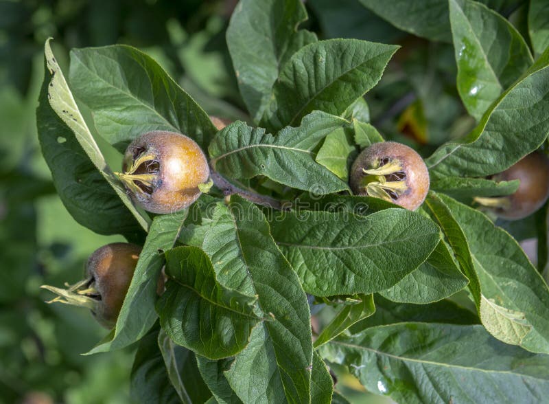 A Medula Ou a Medula Comum Mespilus Ou Crataegus Germanica Frutas E ...