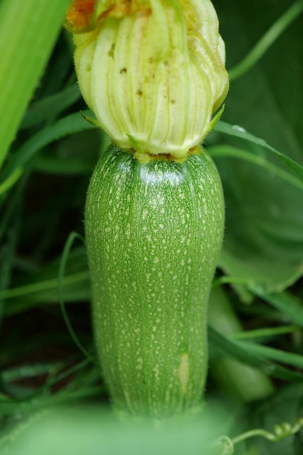 Medula Vegetal Cresce No Jardim Foto de Stock - Imagem de produto ...