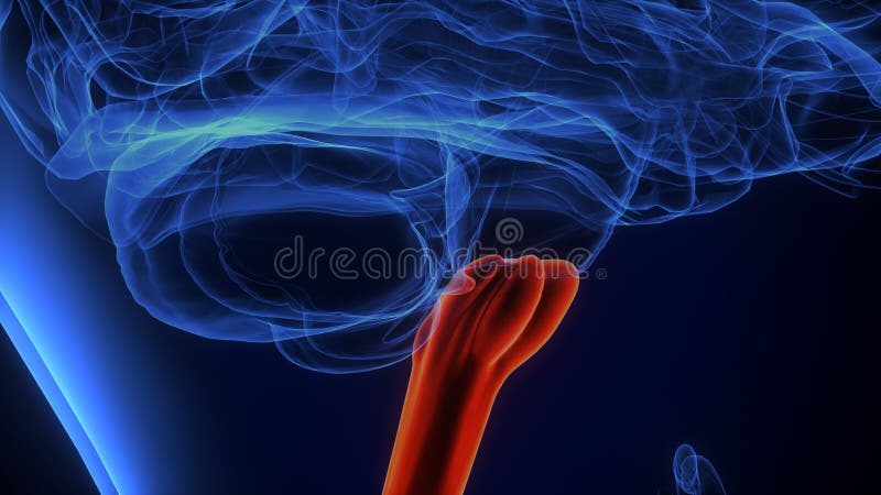 Brain Medulla Oblongata Anatomy.3d Illustration Stock Illustration ...