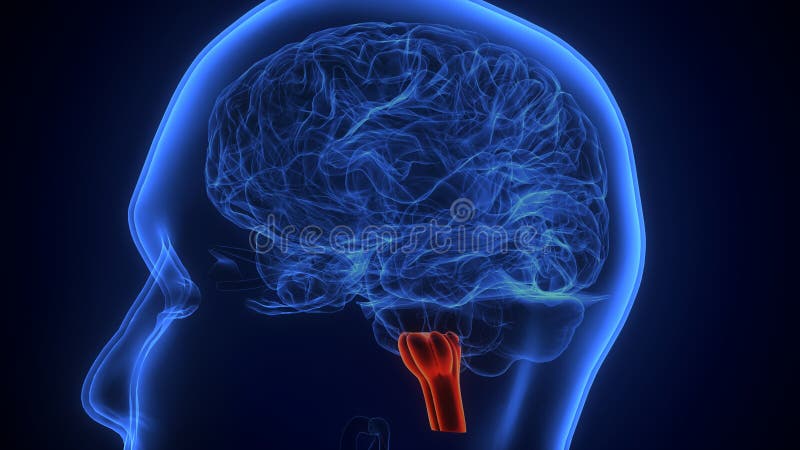 Brain Medulla Oblongata Anatomy.3d Illustration Stock Illustration ...