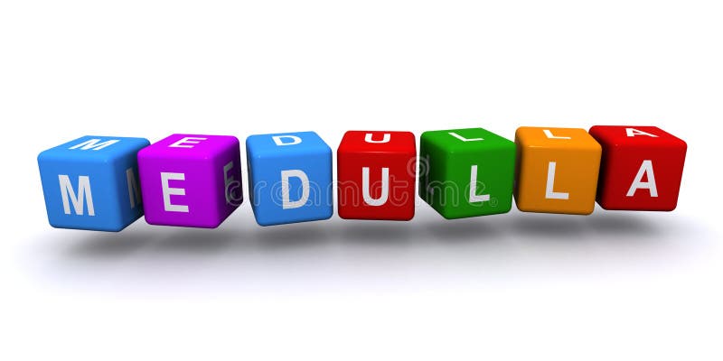 Medulla Word Stock Illustrations – 9 Medulla Word Stock Illustrations ...