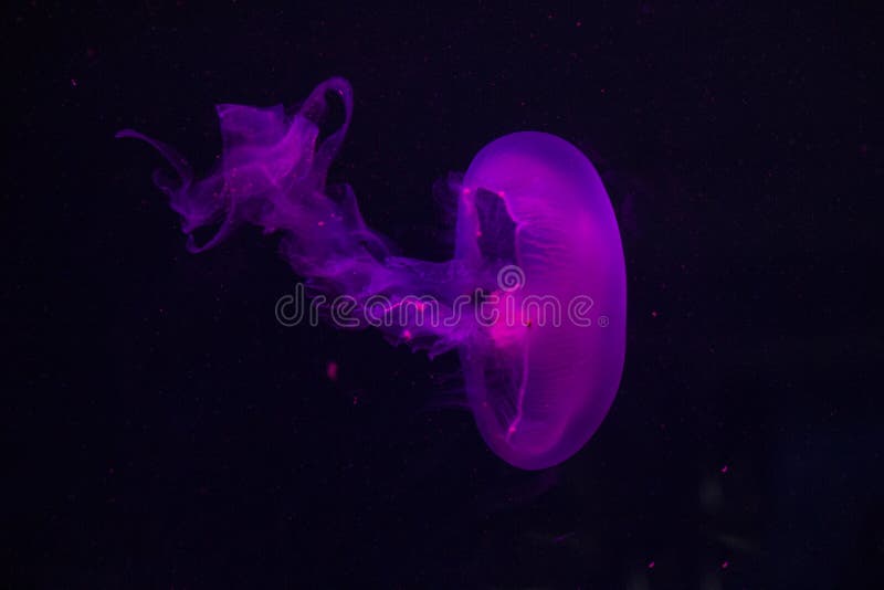 Medusa imagen de archivo. Imagen de rosa, animales, fauna - 94823985