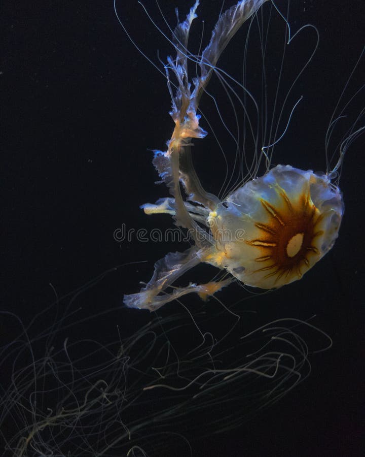 Medusa in water. stock photo. Image of ocean, aquarium - 7328614