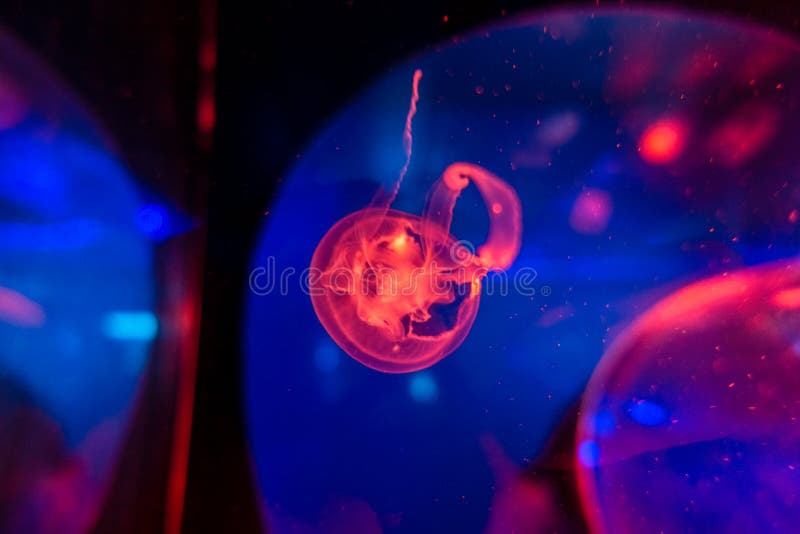 Medusa Backlit Red Neon Light Stock Photo - Image of jelly, aquarium ...