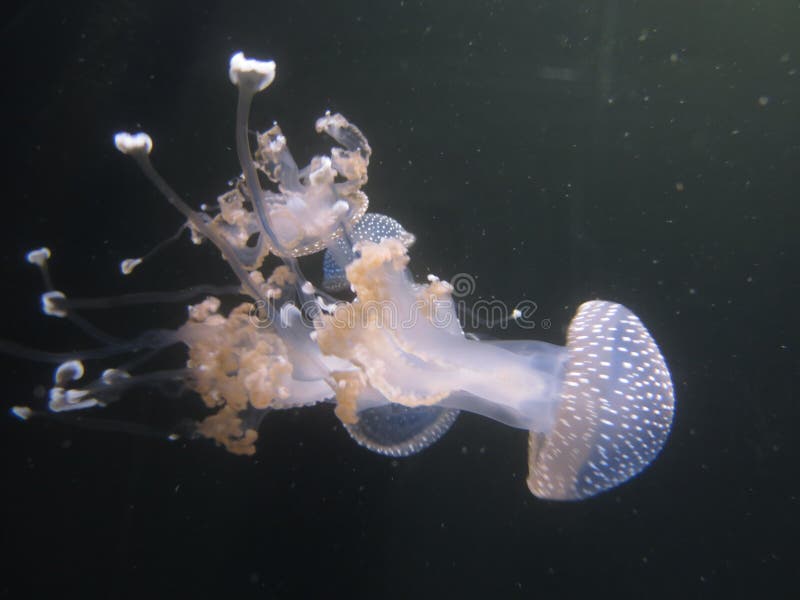 Medusa in water. stock photo. Image of ocean, aquarium - 7328614