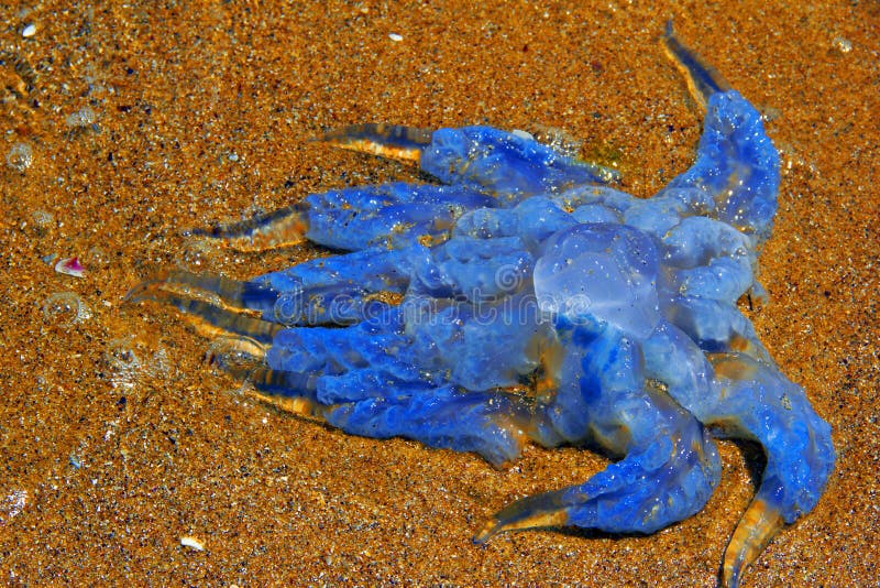 Medusa stock photo. Image of seascape, life, danger, nature - 33640456