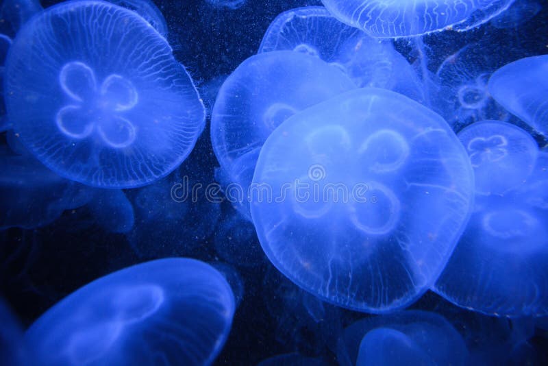 Medusa stock photo. Image of jellyfish, cnidarian, fish - 86624432