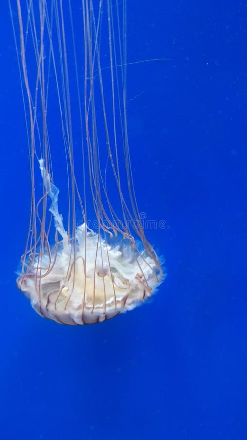 Medusa stock photo. Image of fish, blue, animal, water - 122962722