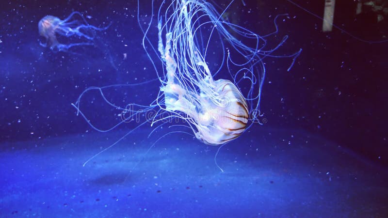 Medusa stock photo. Image of deep, animal, ocean, jellyfish - 79056344