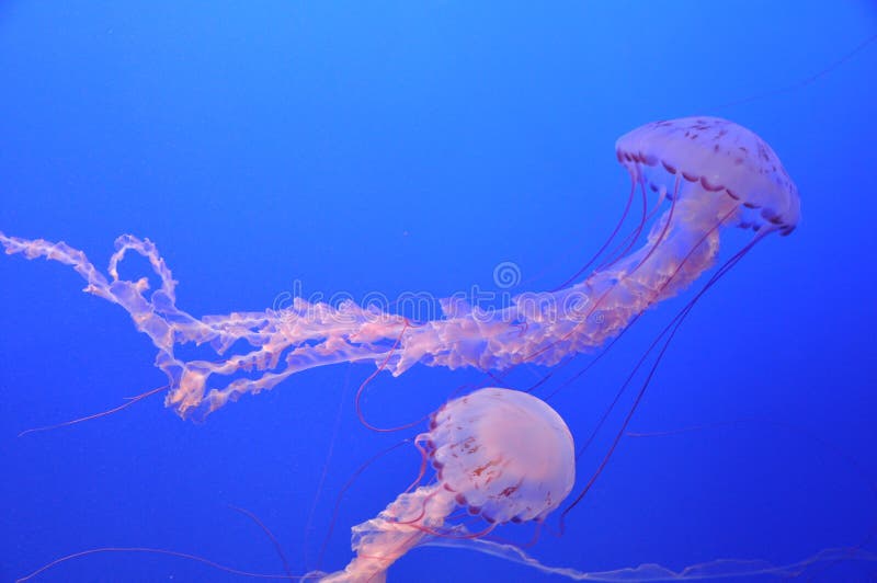 Medusa cor-de-rosa imagem de stock. Imagem de marinho - 11050115
