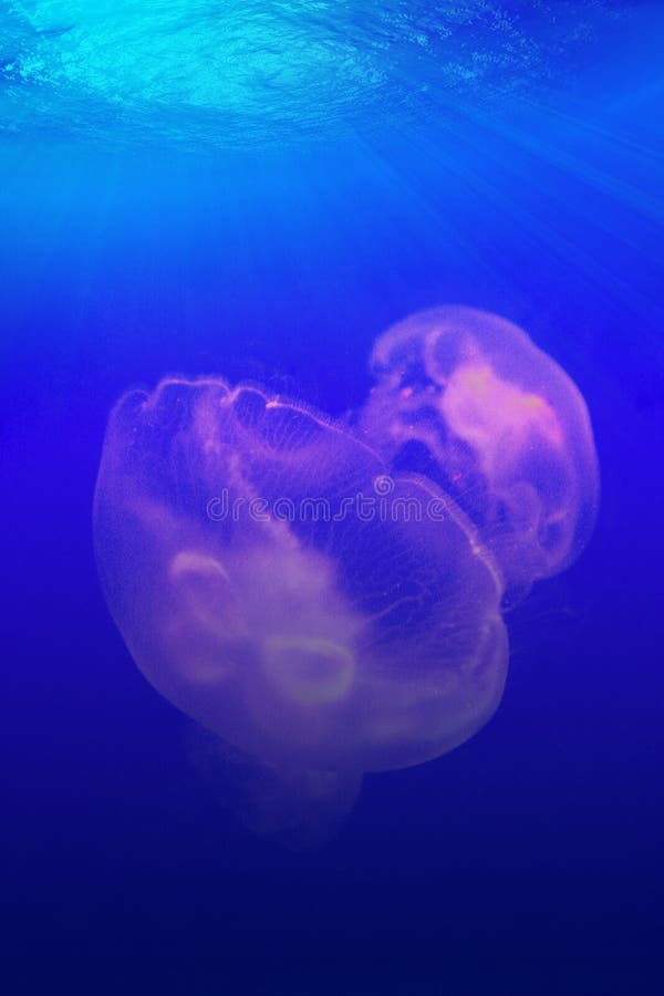 Medusa cor-de-rosa imagem de stock. Imagem de peixes, fundo - 2968009