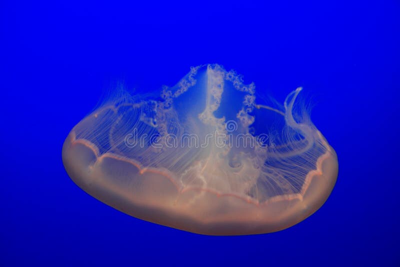 Medusa da lua foto de stock. Imagem de ambiental, nave - 15218338