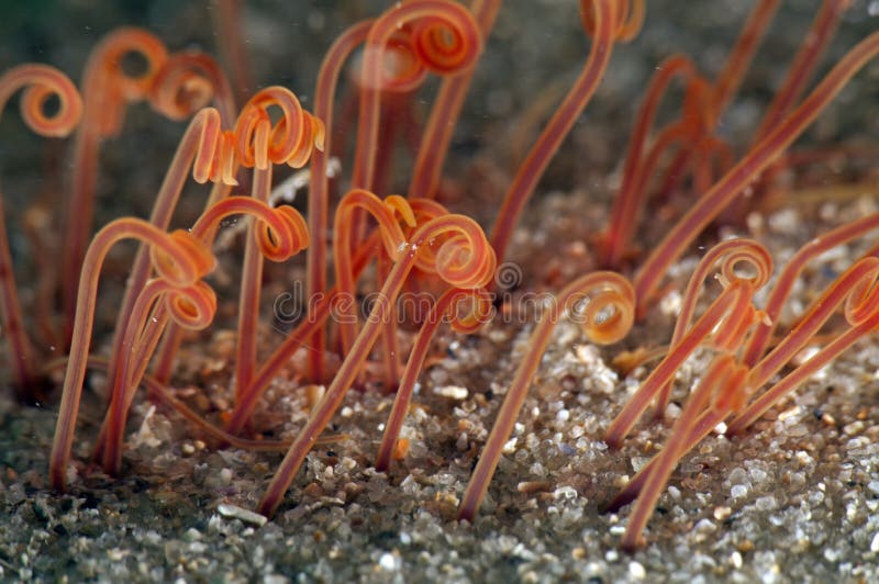 Medusa (gusano de mar) imagen de archivo. Imagen de itself - 35857555