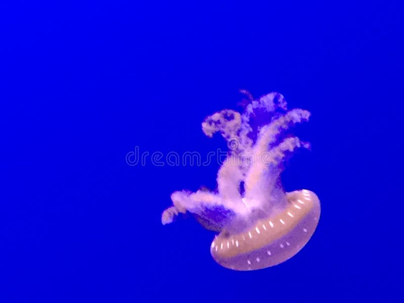 Medusa stock photo. Image of animale, jellyfish, medusa - 89141046