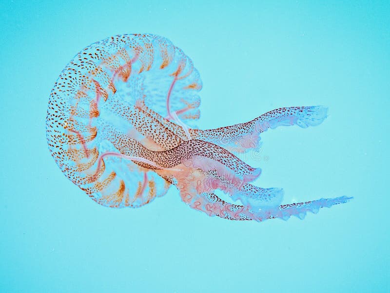 Medusa stock image. Image of ocean, island, scuba, dive - 42241591