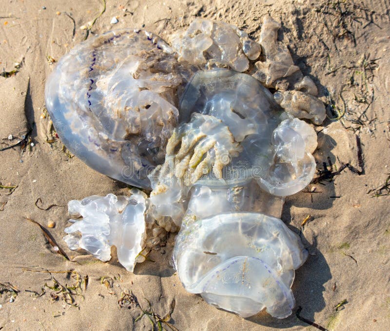 Medusa Lies on the Seashore Stock Image - Image of animal, fish: 301837681