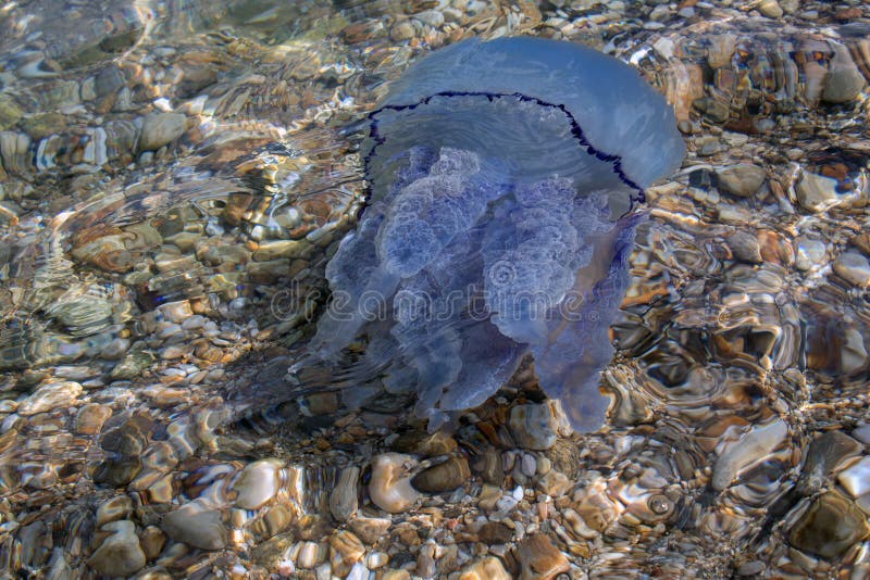 Medusa no litoral do mar foto de stock. Imagem de bonito - 133884700