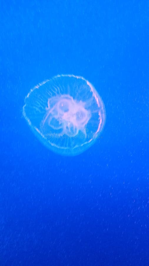 Medusa stock image. Image of medusa, beautiful, water - 70897889