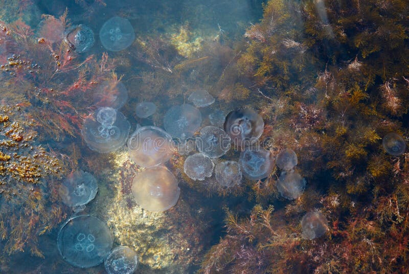 Medusa in water. stock photo. Image of ocean, aquarium - 7328614
