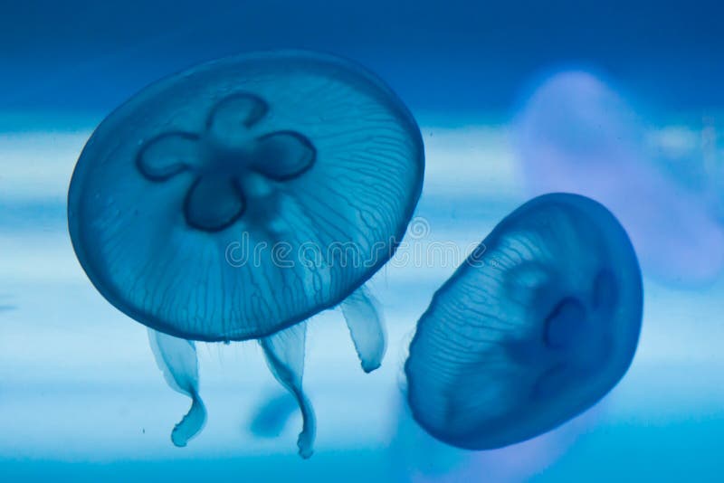 Medusas azules foto de archivo. Imagen de animal, medusas - 21152944