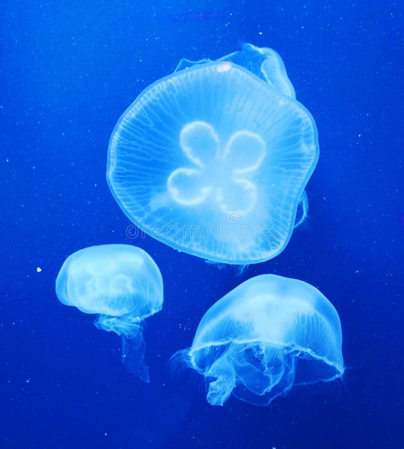 Grupo De Medusas Azules Claras Foto de archivo - Imagen de oscuro ...