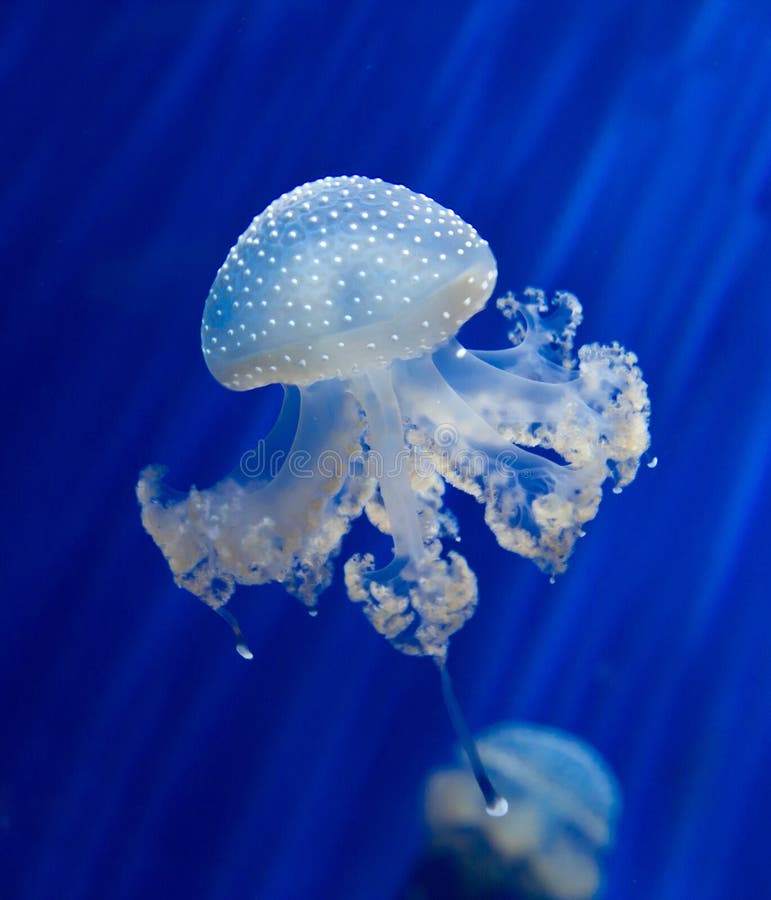 Medusas azules foto de archivo. Imagen de mariscos, salvaje - 56022304