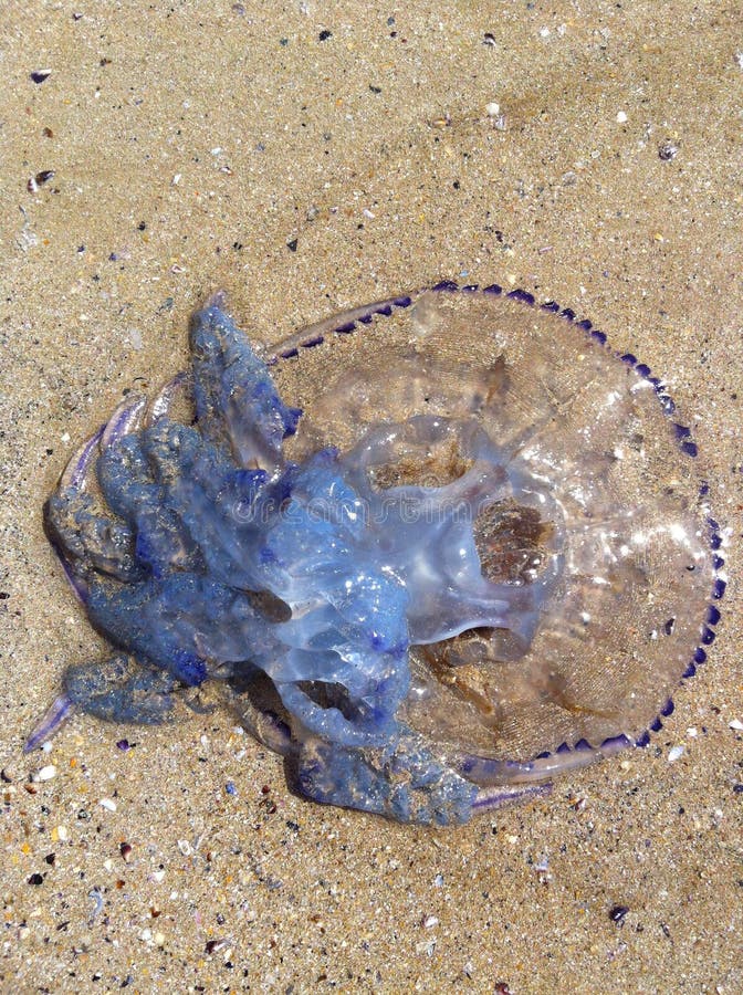 Una Medusa Transparente En La Playa De La Arena Imagen de archivo ...