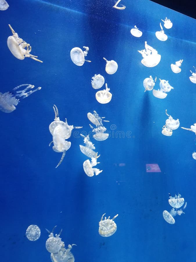 Medusas mágicas del bebé foto de archivo. Imagen de ontario - 116871784
