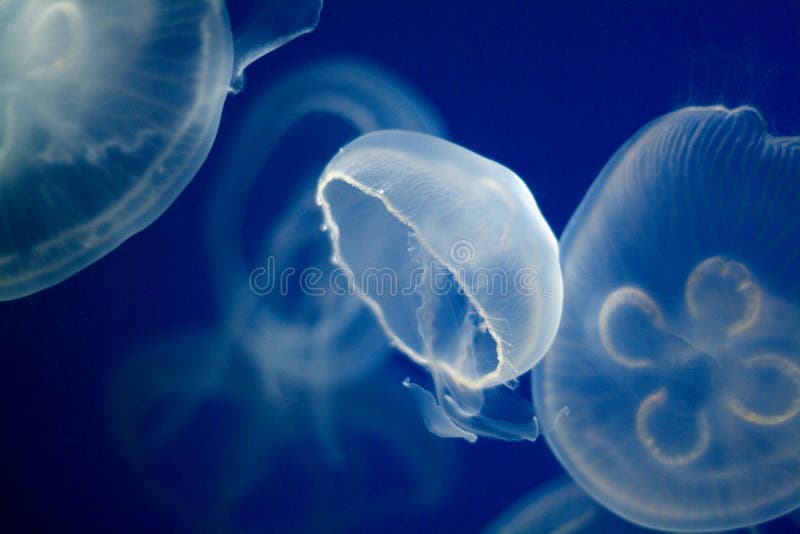 Una Medusa Transparente En La Playa De La Arena Imagen de archivo ...