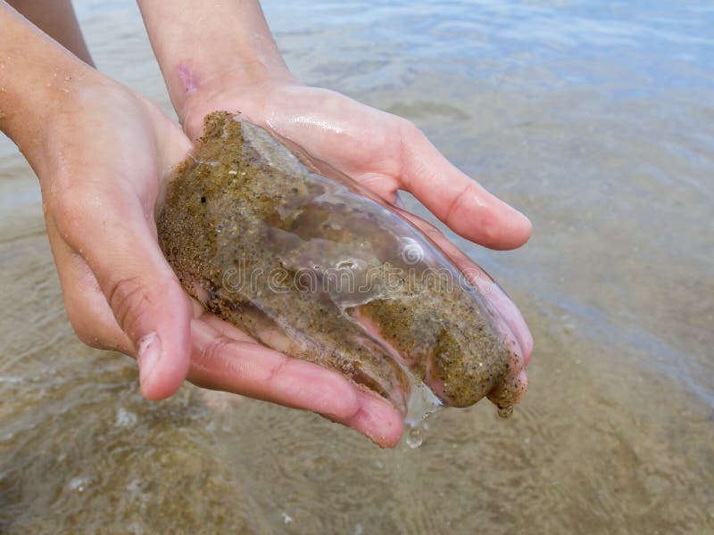 Medusas transparentes imagen de archivo. Imagen de agua - 63704871