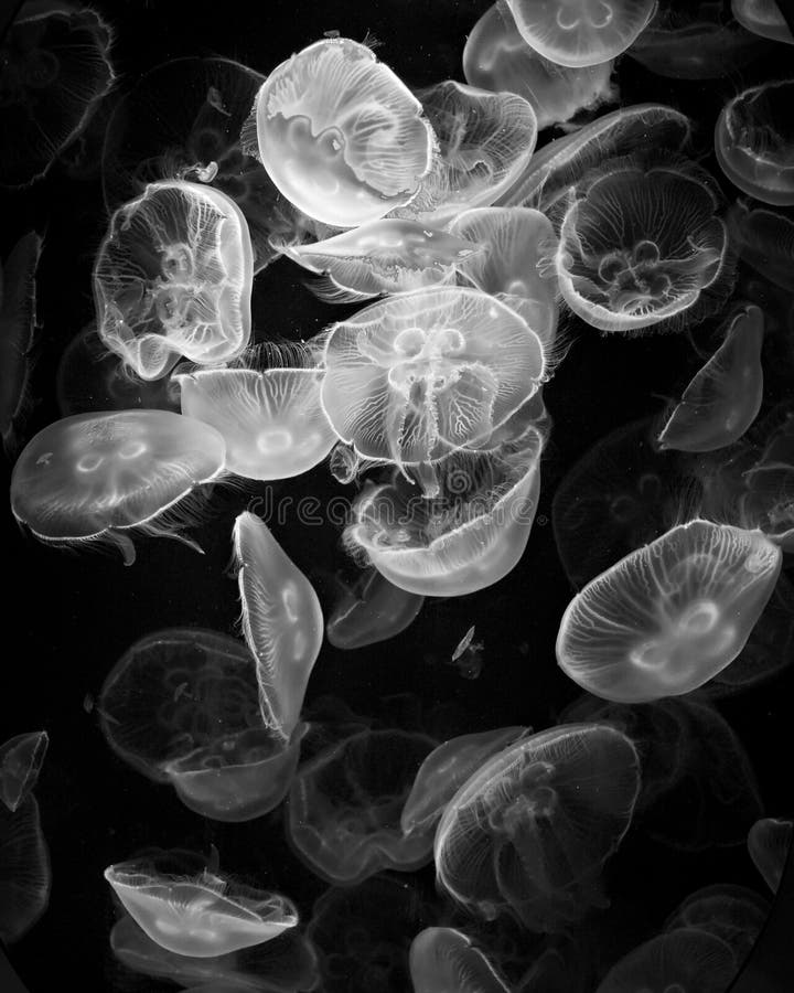 Meduse in bianco e nero immagine stock. Immagine di vita - 7624913