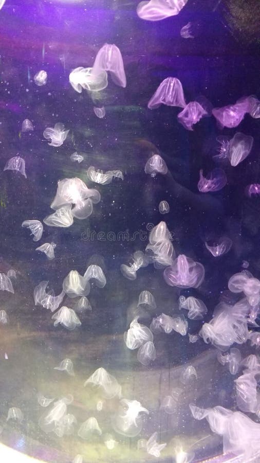 Meduse De Neon/medusa Al Neon Immagine Stock - Immagine di neon, meduse ...