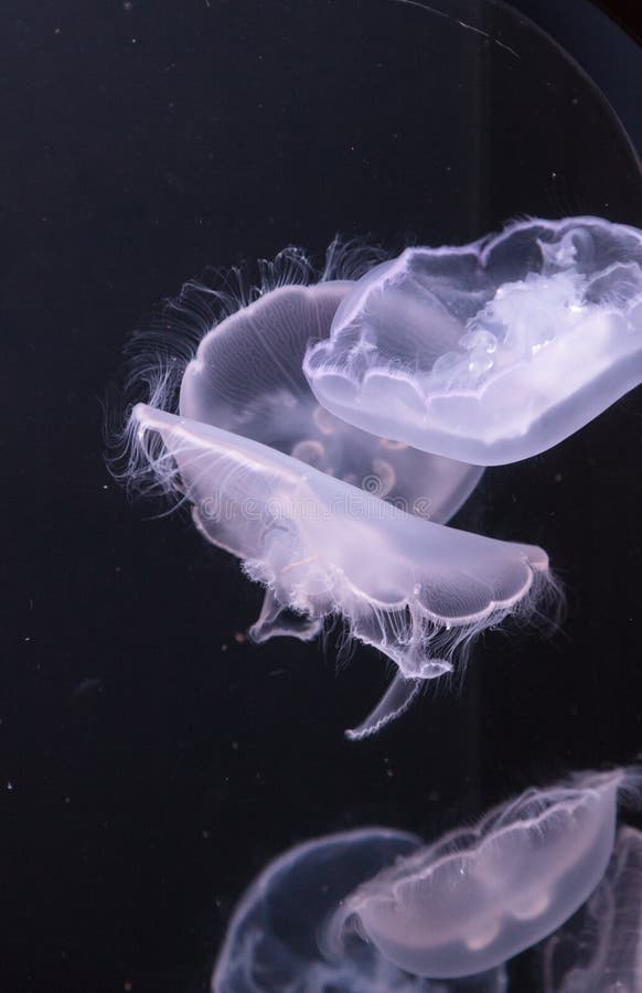 Meduse Della Luna, Aurelia Aurita Fotografia Stock - Immagine di oceani ...