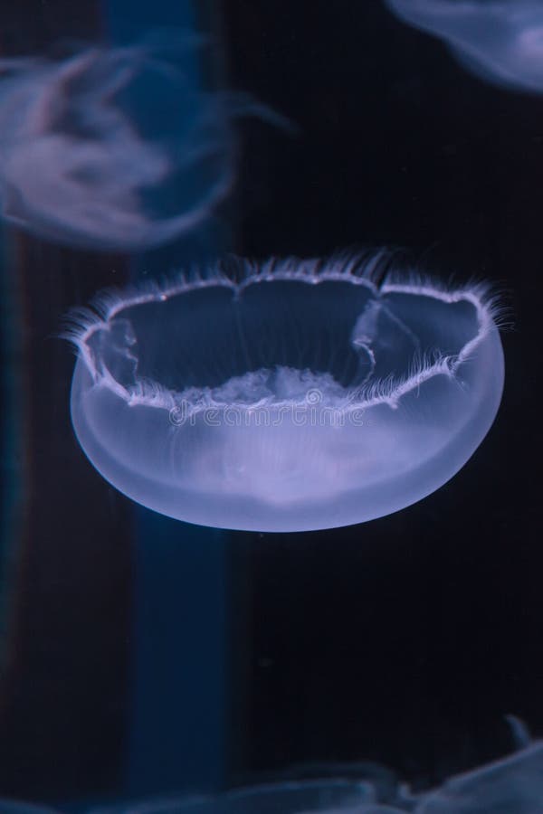 Meduse Della Luna, Aurelia Aurita Fotografia Stock - Immagine di ...