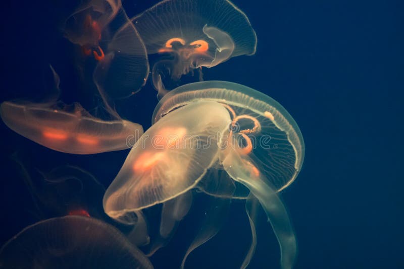 Meduse Di Aurelia Aurita in Acquario Immagine Stock - Immagine di bello ...