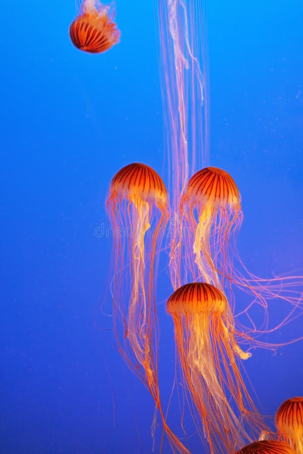 Meduse rosse immagine stock. Immagine di acquario, morbido - 1130683