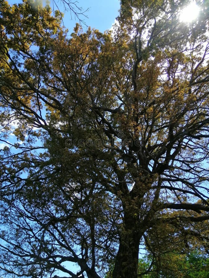 Mee Tree in Yala, Sri Lanka Stock Photo - Image of yala, biggesttree ...