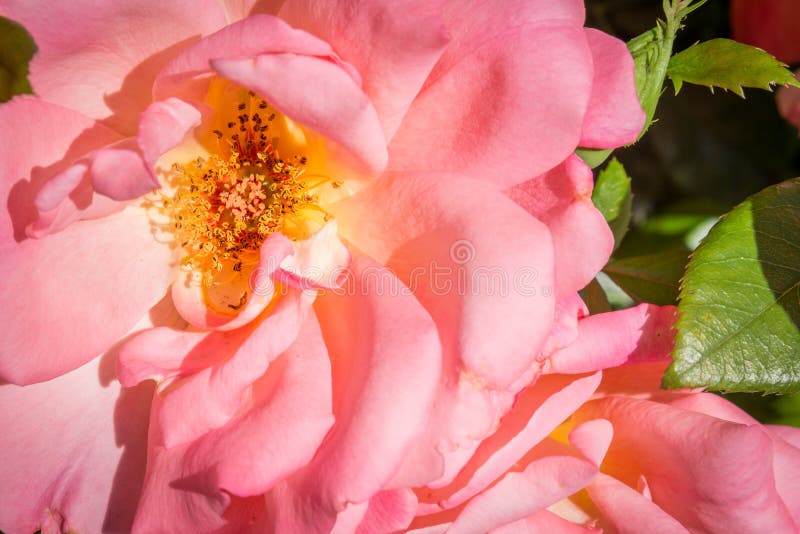 In the meedle of rose stock image. Image of natural - 113935573