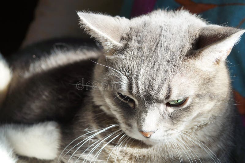 Meeka stock photo. Image of hyperdactyly, cyprus, cats - 176293636