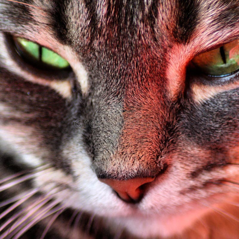 Meeka stock photo. Image of brown, mammal, kitty, furry - 176286348