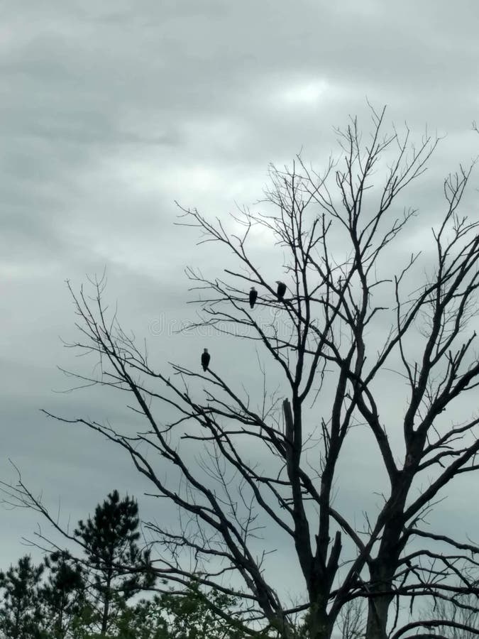 Meekly, Eerily, Beautiful stock photo. Image of nature - 172048108