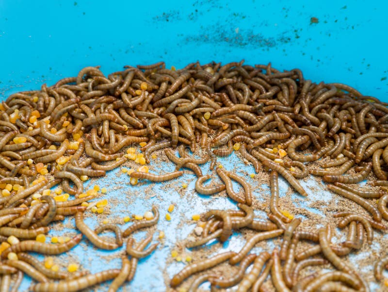 Meelworm ter beschikking stock foto. Image of dier, voer - 68561918