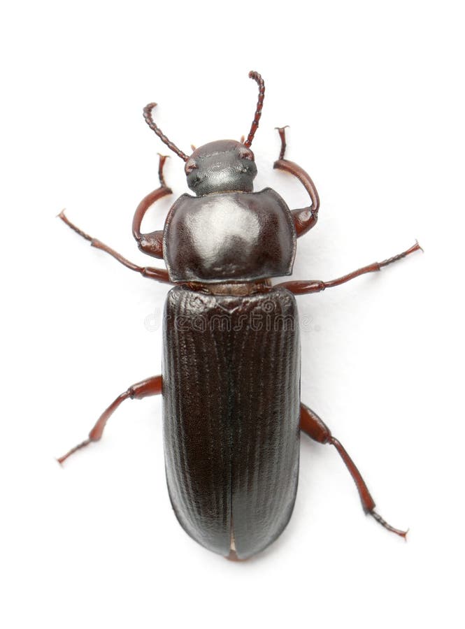 Meelworm, Tenebrio-molitor, Voor Witte Achtergrond Stock Foto - Image ...