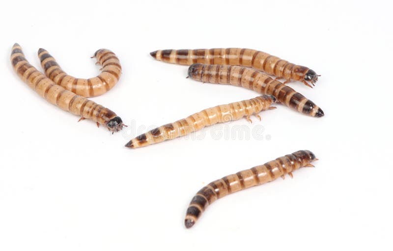 Meelworm stock afbeelding. Image of visserij, levensonderhoud - 8280269