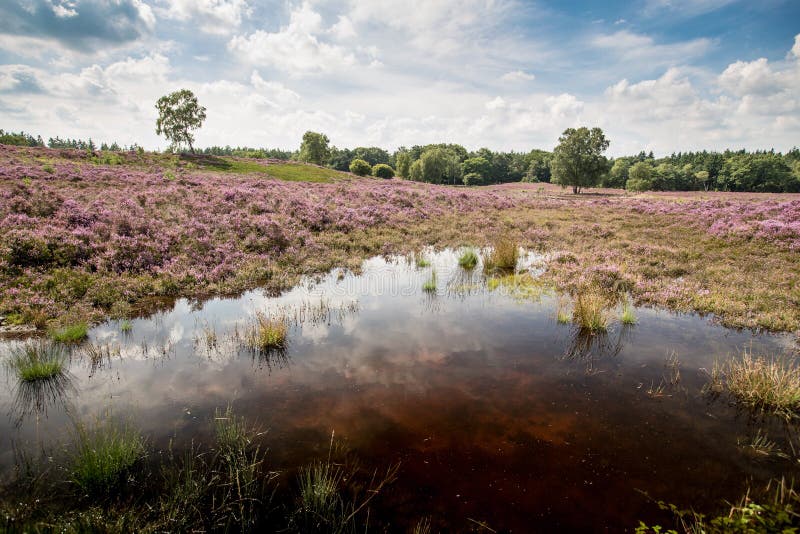Meer En Bloeiende Heide In Nederland Stock Afbeelding - Afbeelding ...